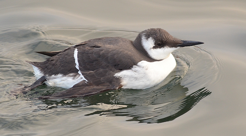 Estimated 20,000 Guillemots dead in mysterious circumstances - BirdGuides