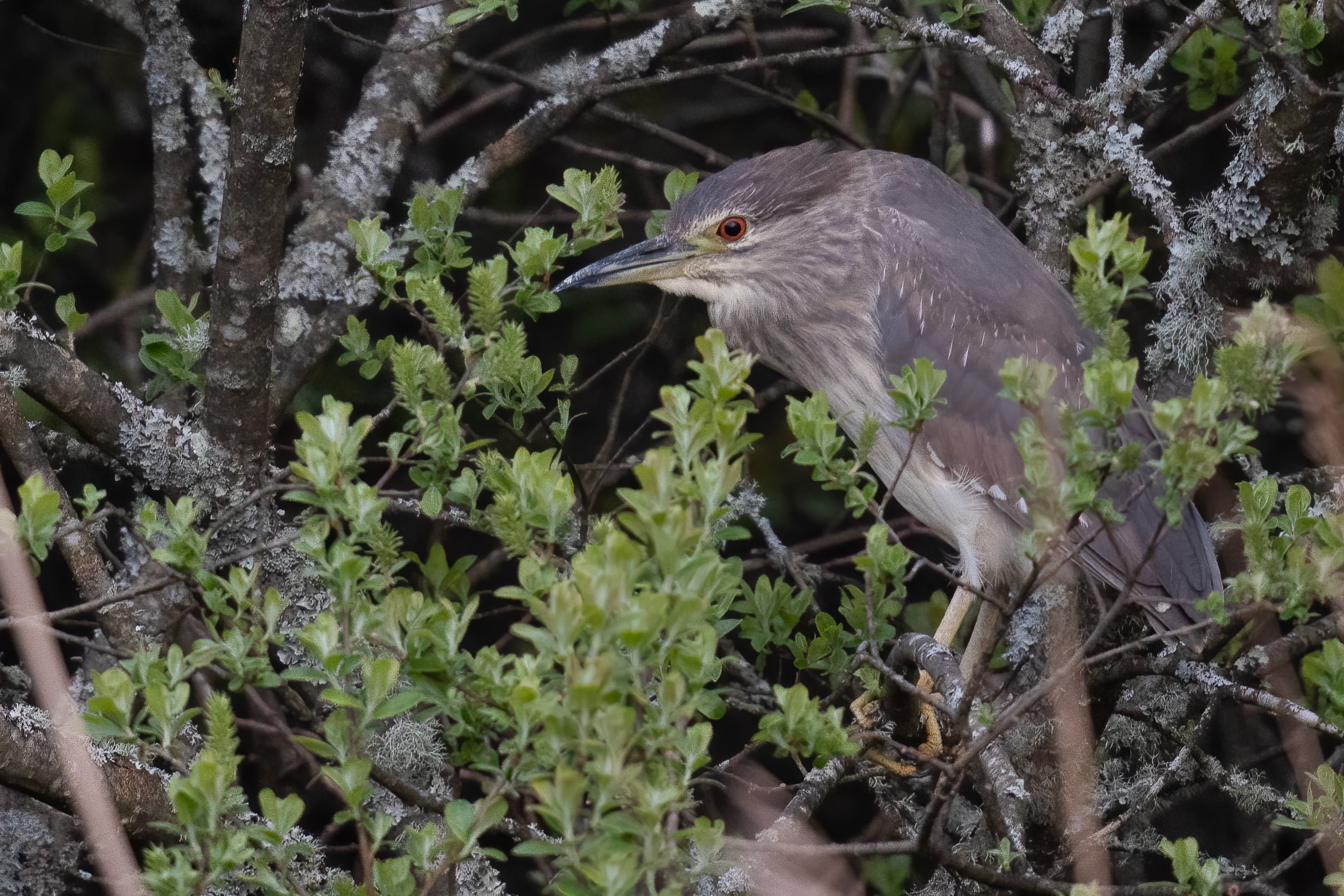 Black-crowned Night Heron by Benjamin Lucking - BirdGuides