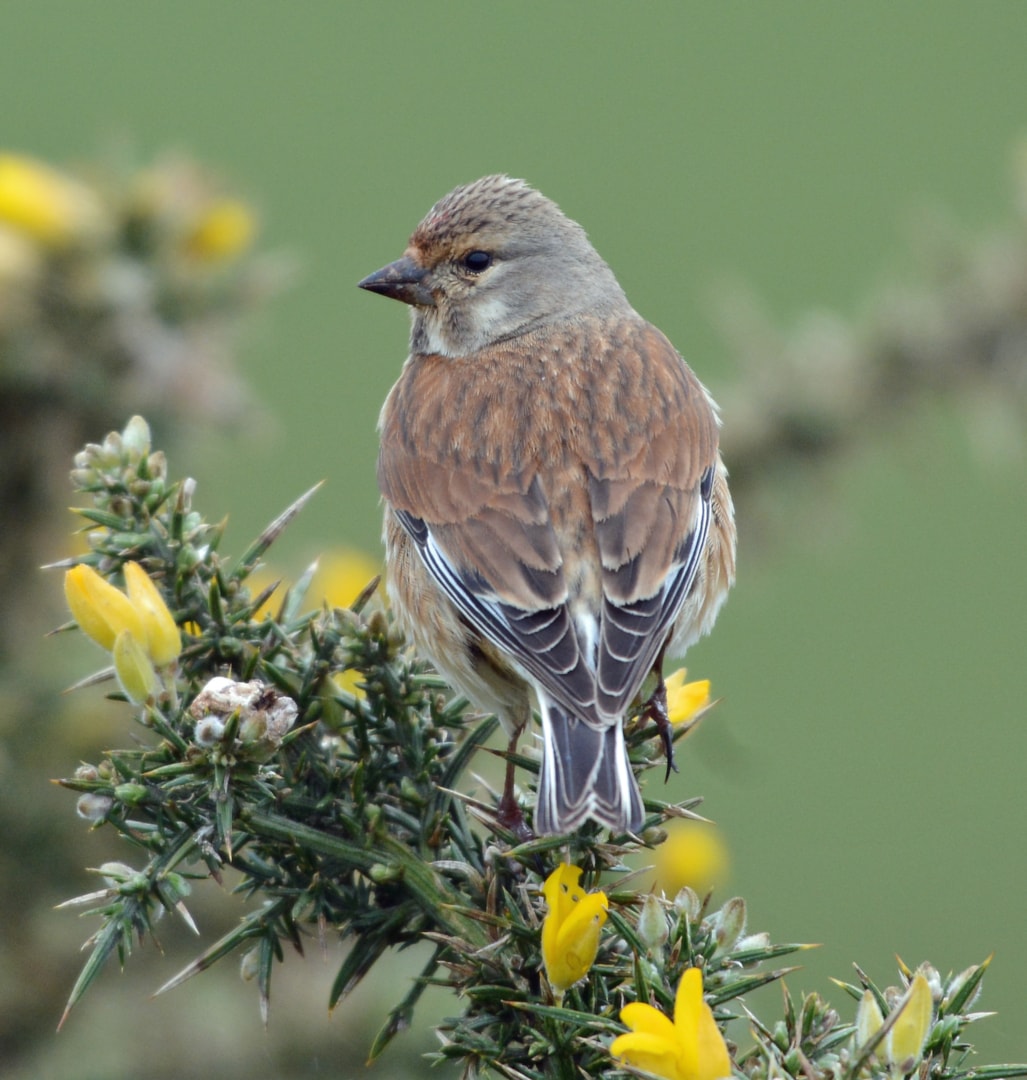 Common Linnet by Chris Nicholls - BirdGuides