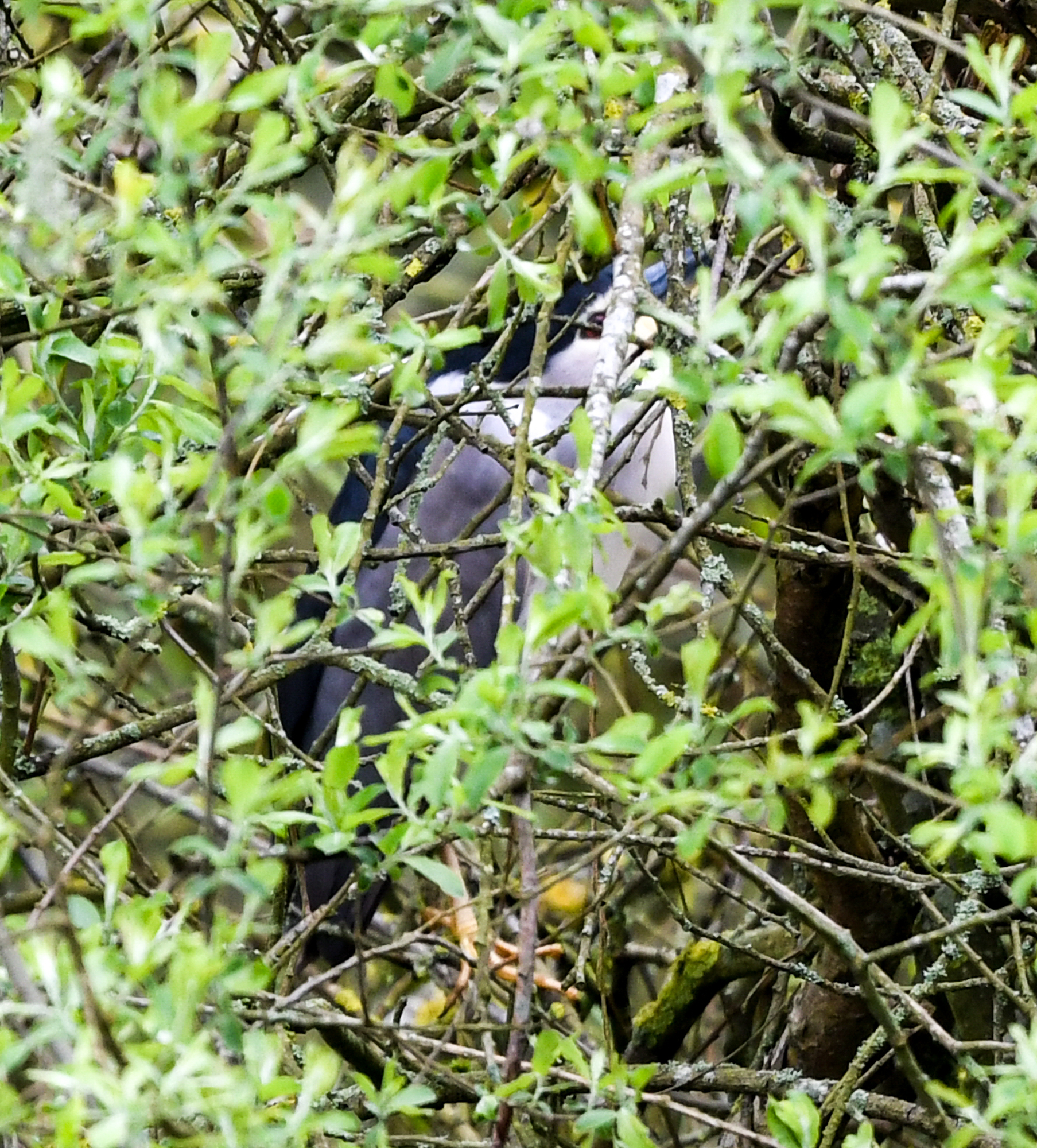 Black-crowned Night Heron by Bill Hedden - BirdGuides