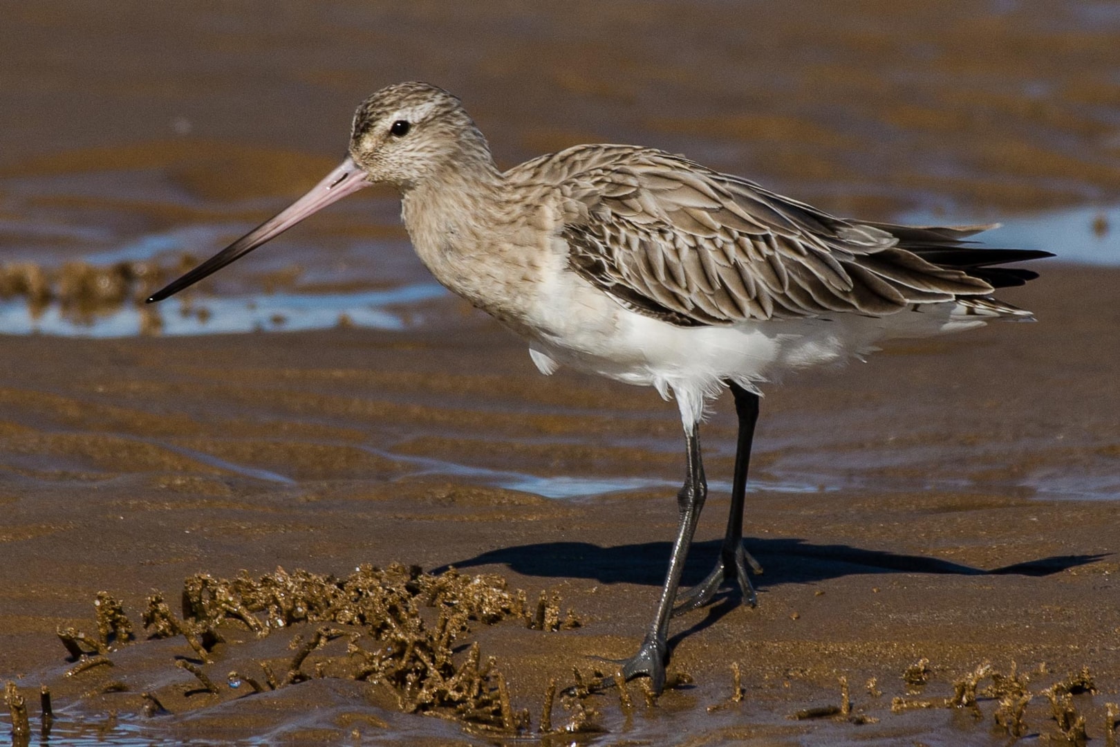 Bar-tailed Godwit by Mark Rafter - BirdGuides