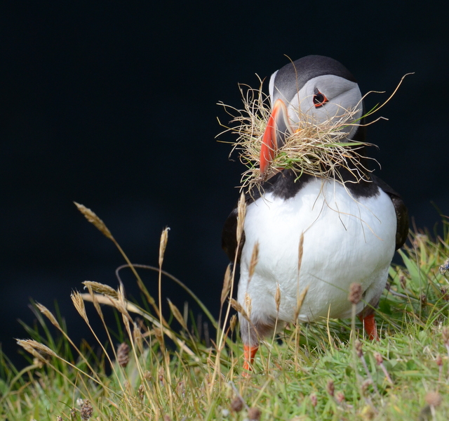 Puffin by Joe Graham - BirdGuides