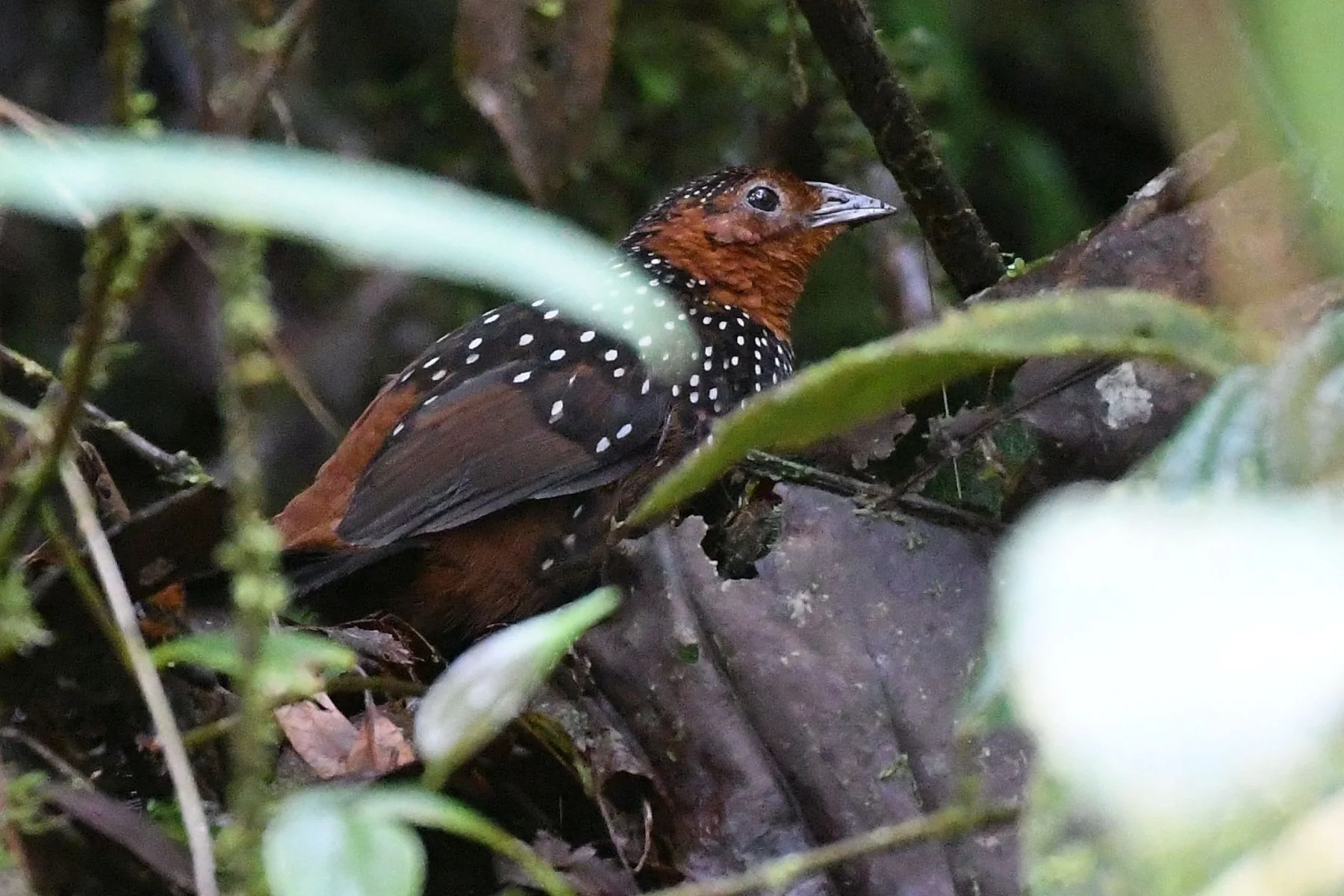 Details : Ocellated Tapaculo - BirdGuides