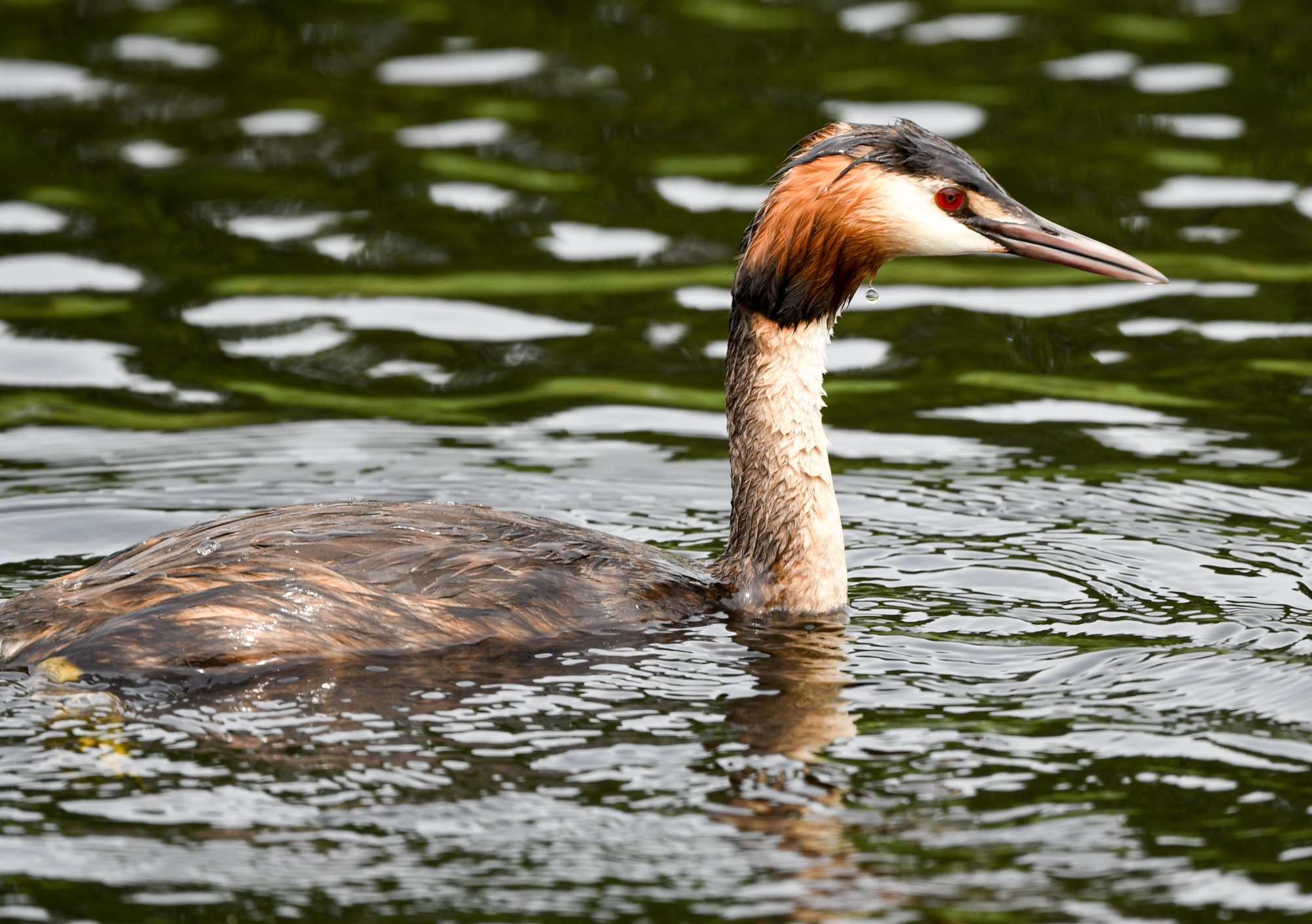 Great Crested Grebe by Bill Hedden - BirdGuides