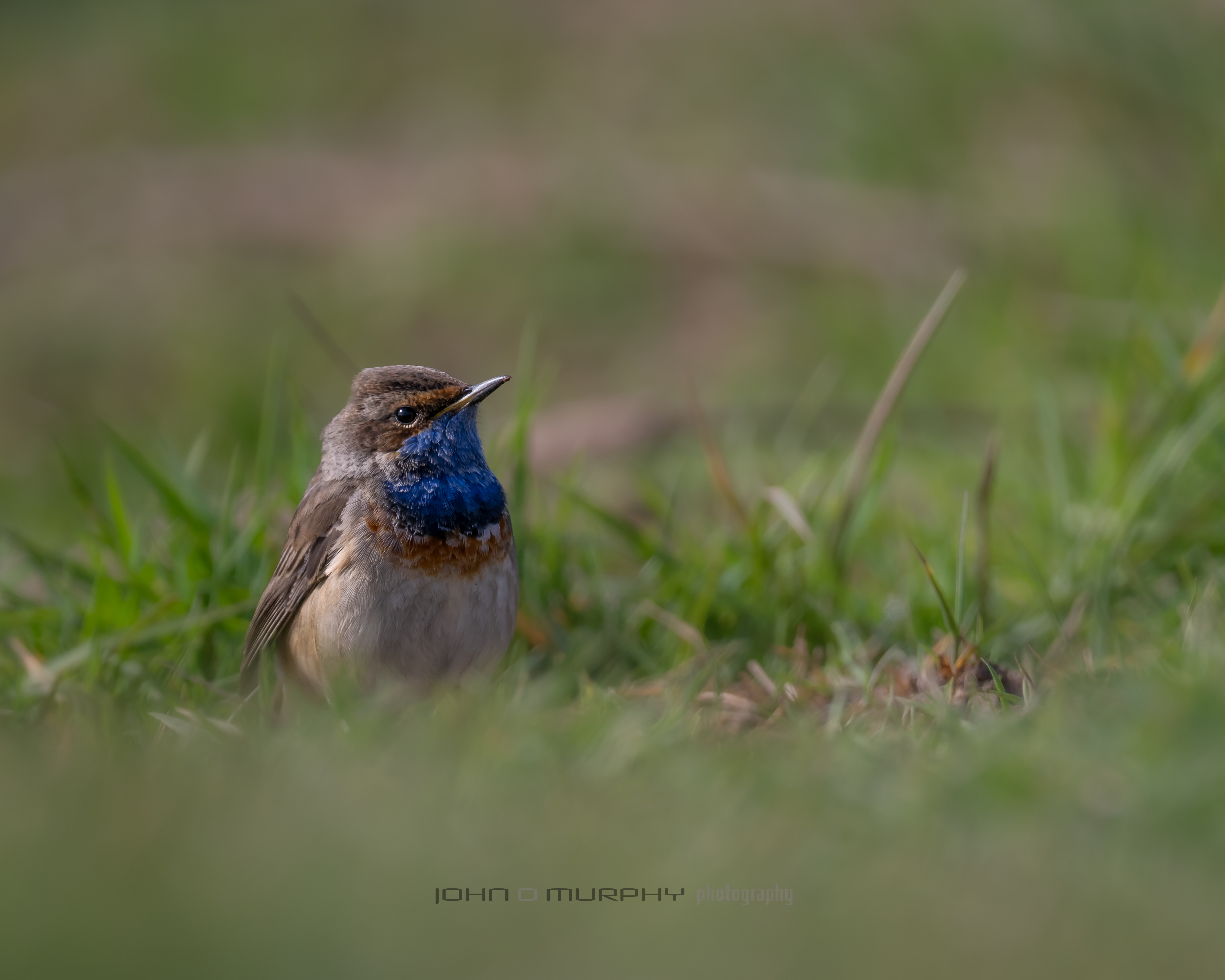 White-spotted Bluethroat by John Murphy - BirdGuides