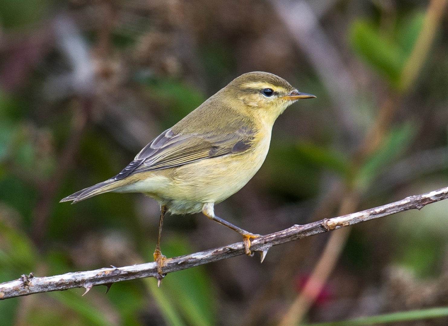 Willow Warbler by Les Cater - BirdGuides
