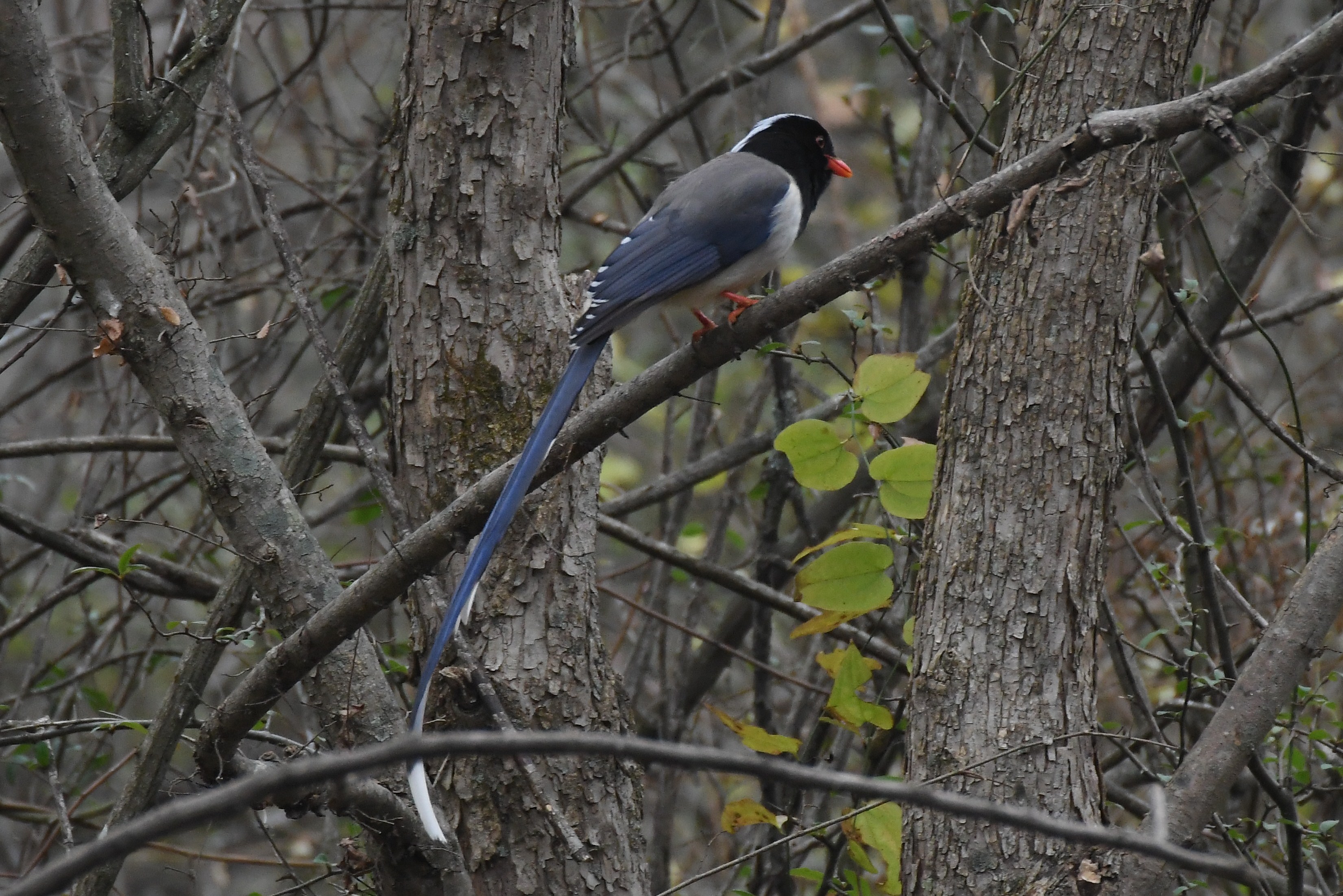 Details : Red-billed Blue Magpie - BirdGuides
