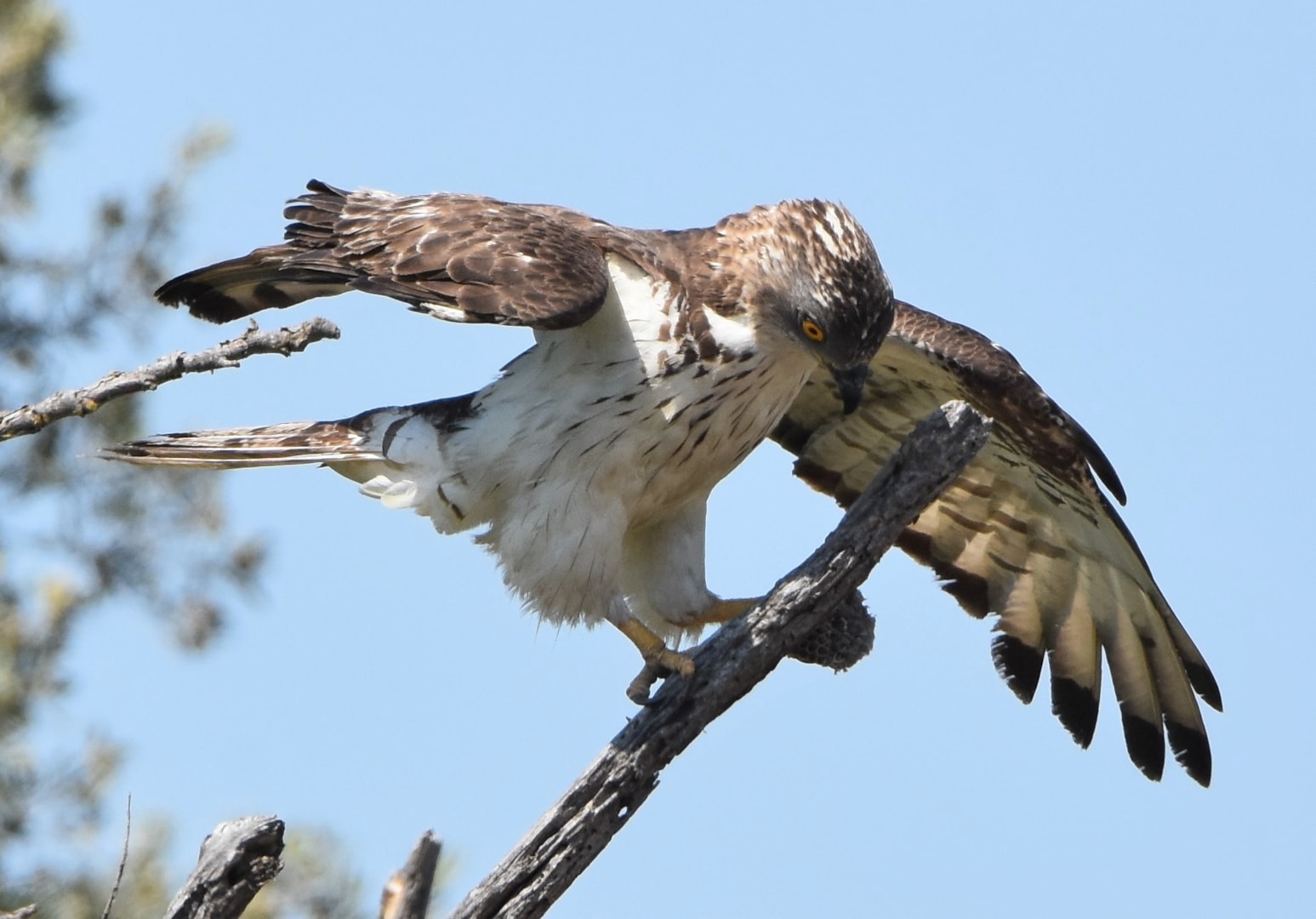 European Honey Buzzard by W Schulenburg - BirdGuides