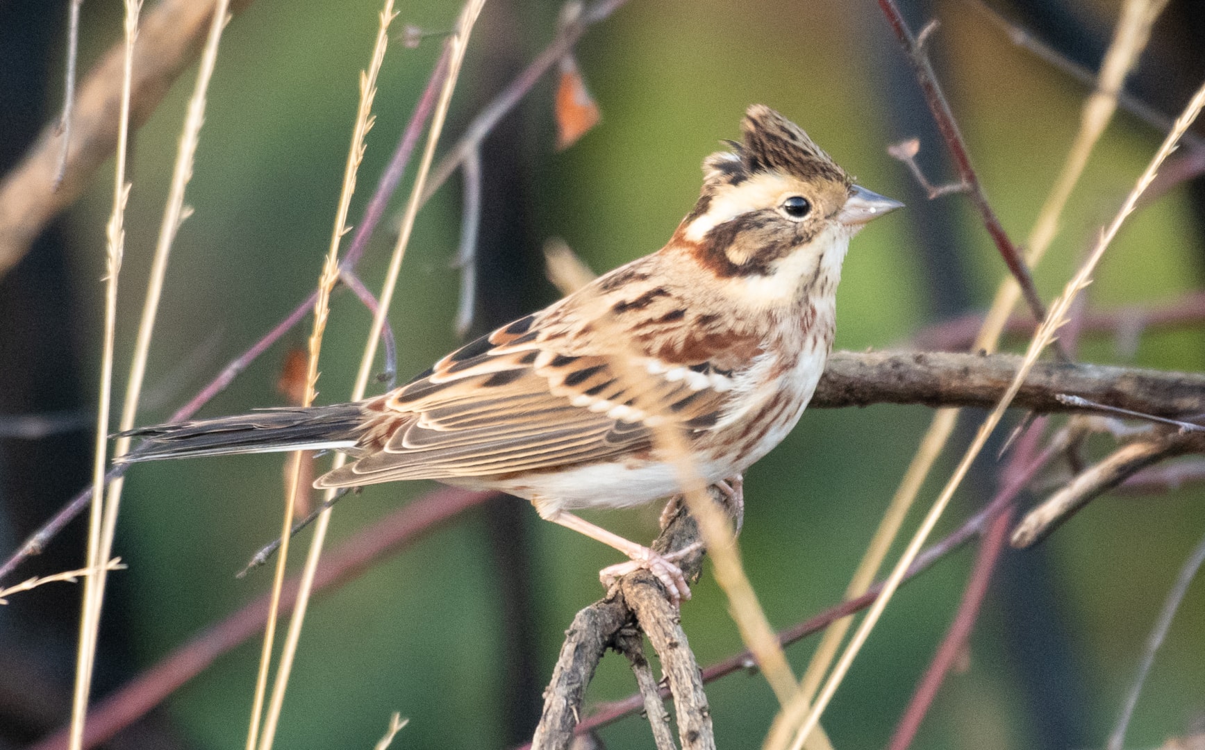Rustic Bunting by Rob Knapp - BirdGuides