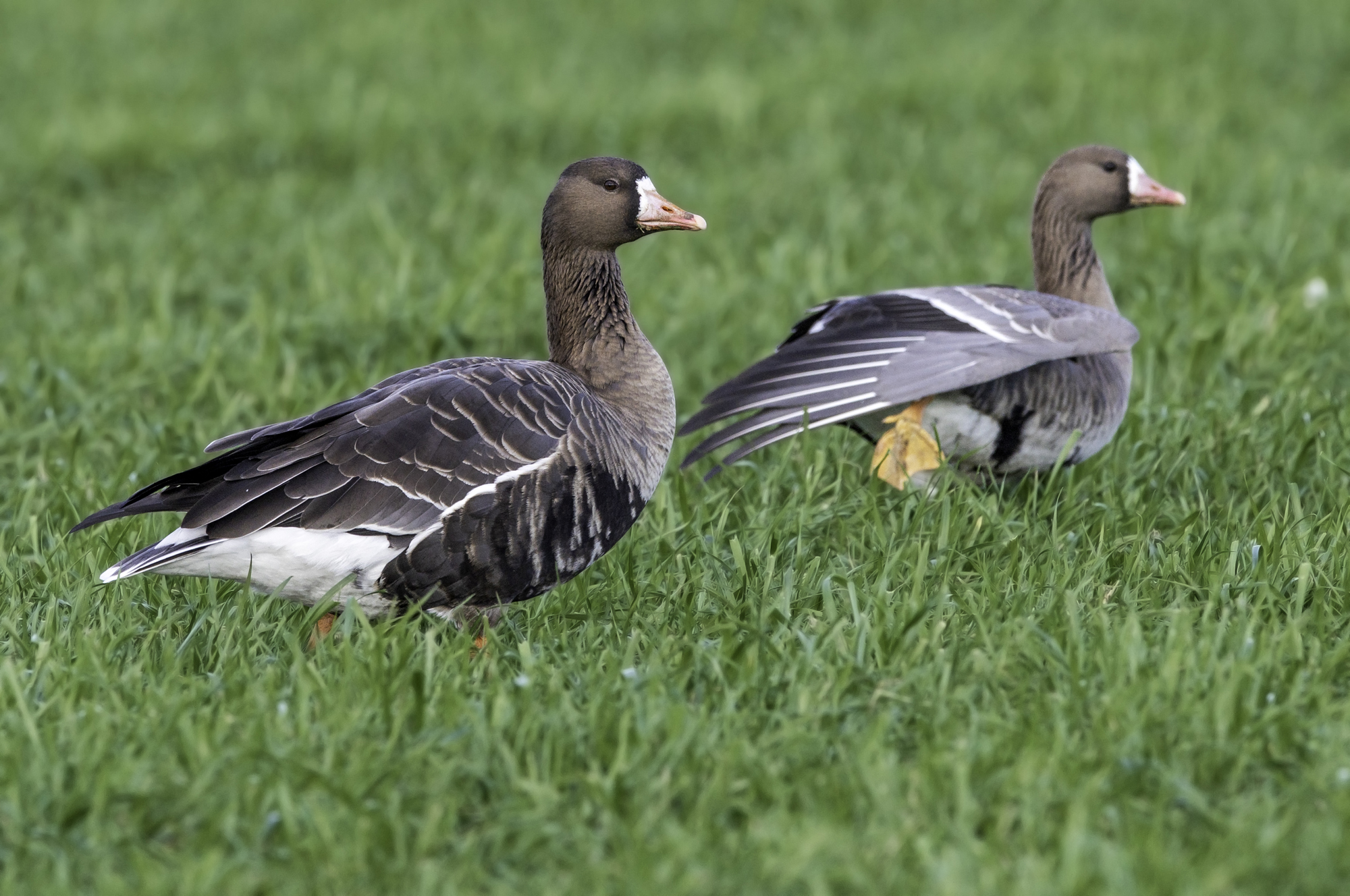 Details : Russian White-fronted Goose - BirdGuides