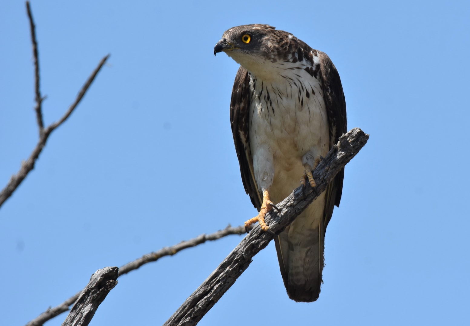 European Honey Buzzard by W Schulenburg - BirdGuides