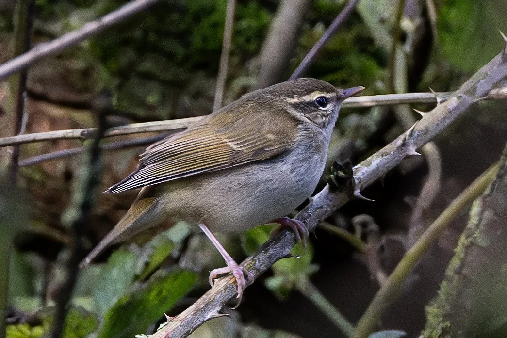 Details : Pale-legged Leaf Warbler - BirdGuides