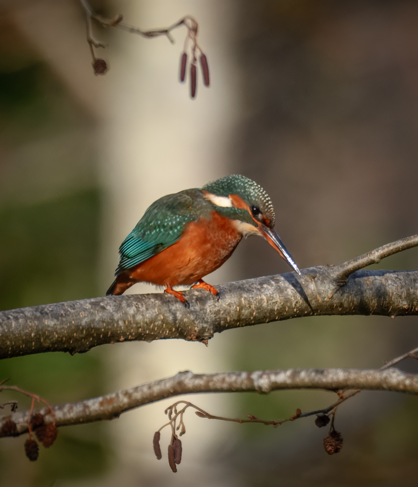 Common Kingfisher by Conor Macleod - BirdGuides