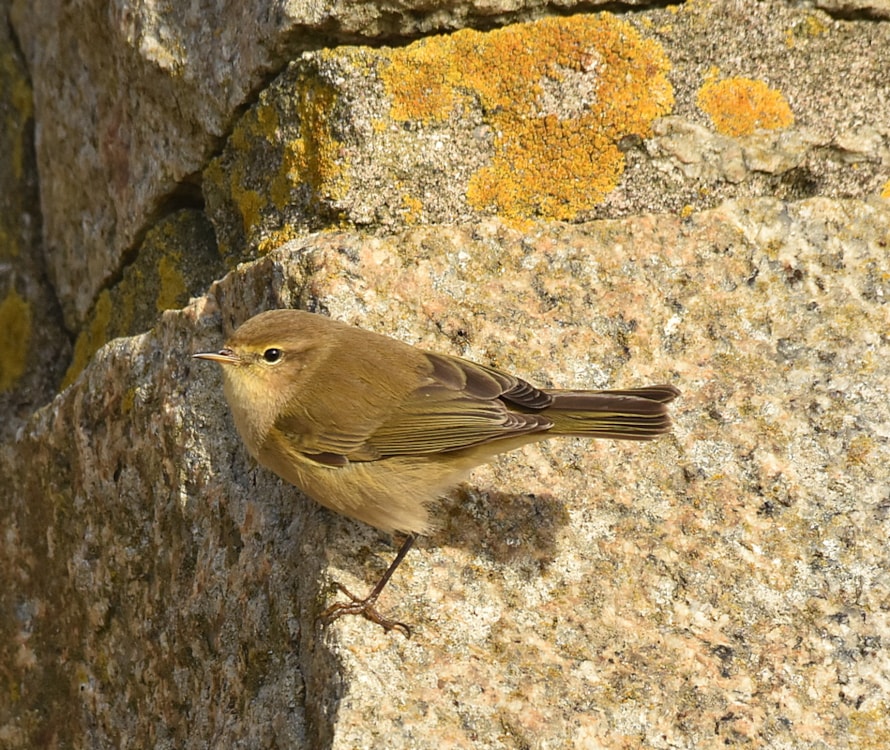 Common Chiffchaff by John Rowe - BirdGuides