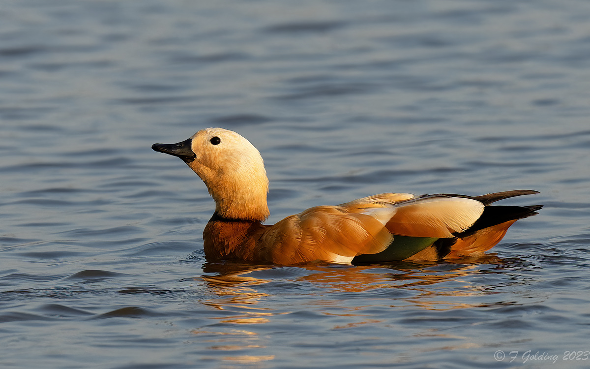 Ruddy Shelduck by Frank Golding - BirdGuides