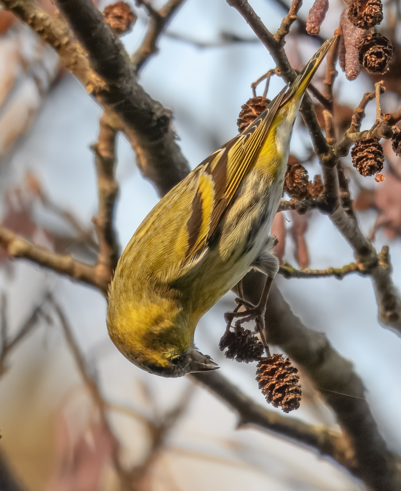 Eurasian Siskin by Conor Macleod - BirdGuides