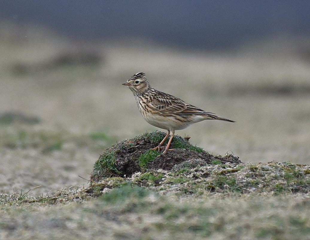 Eurasian Skylark by John Rowe - BirdGuides