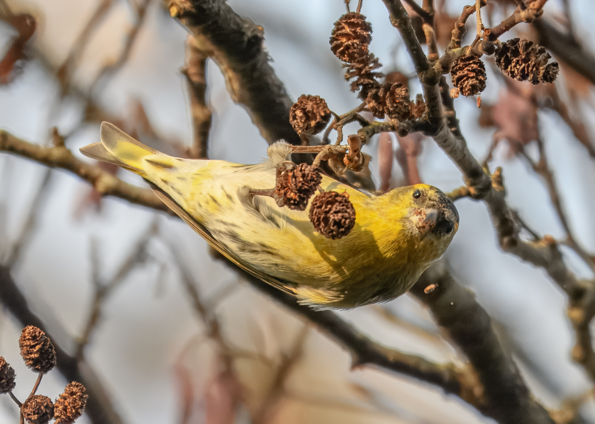 Eurasian Siskin by Conor Macleod - BirdGuides