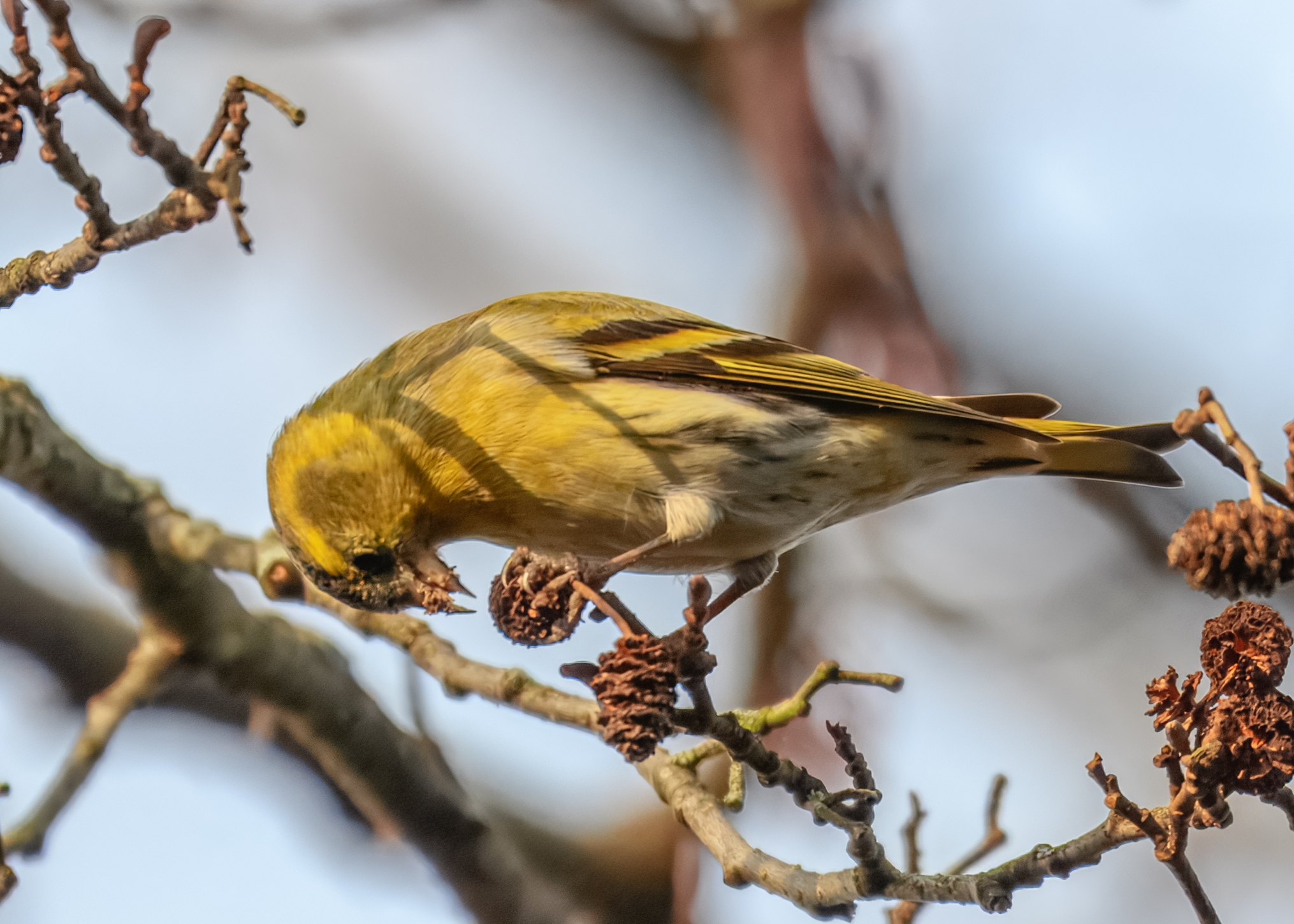Eurasian Siskin by Conor Macleod - BirdGuides