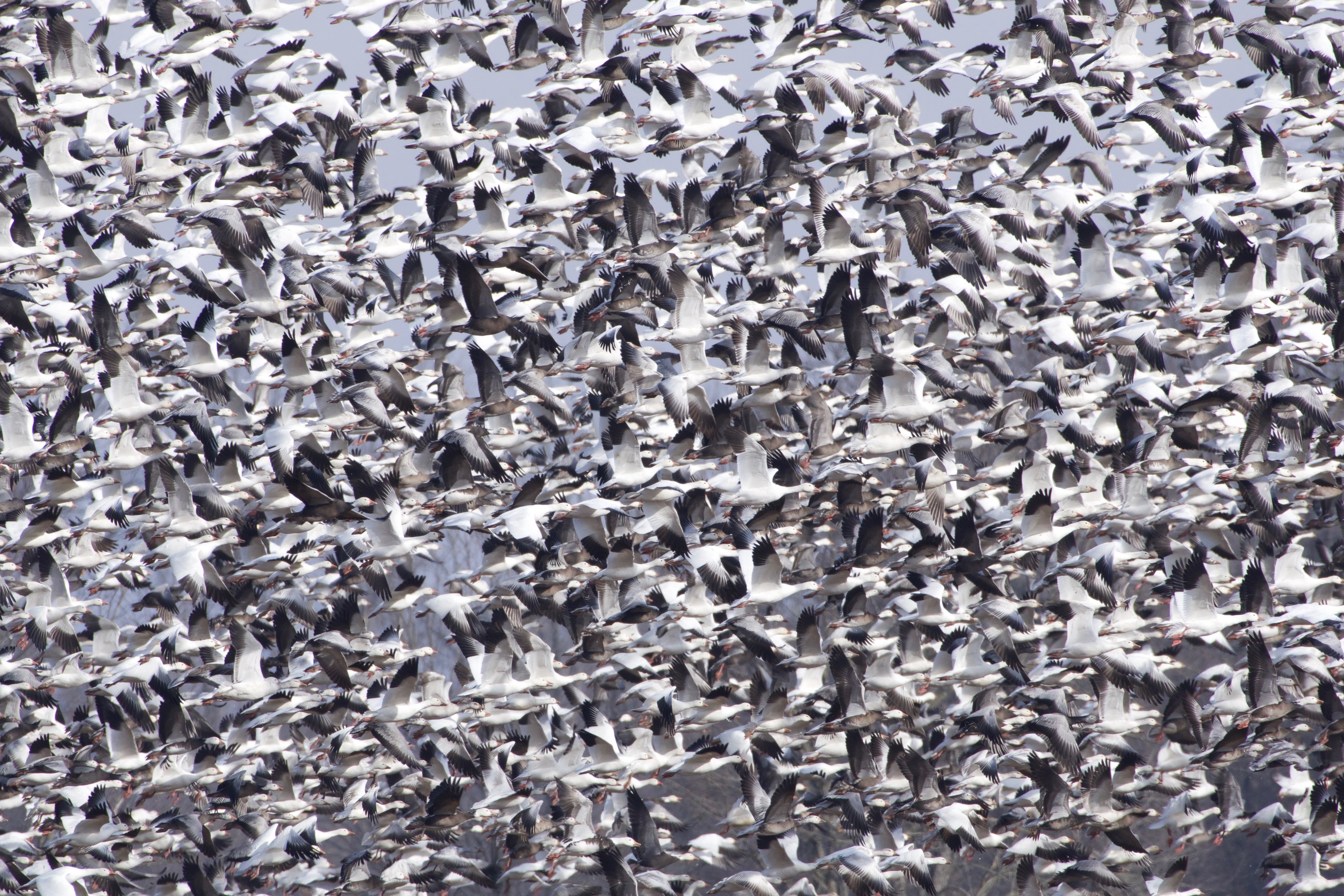 Snow Goose overpopulation threatens Arctic tundra - BirdGuides