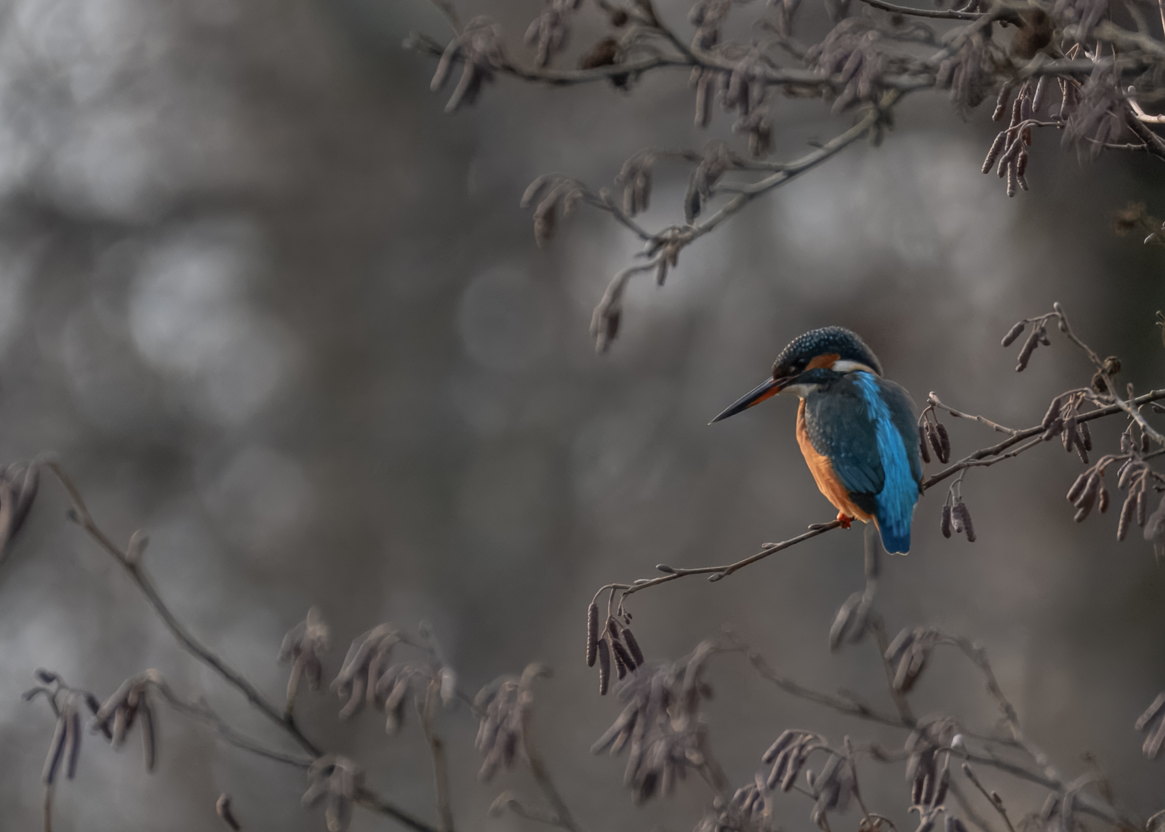 Common Kingfisher by Conor Macleod - BirdGuides