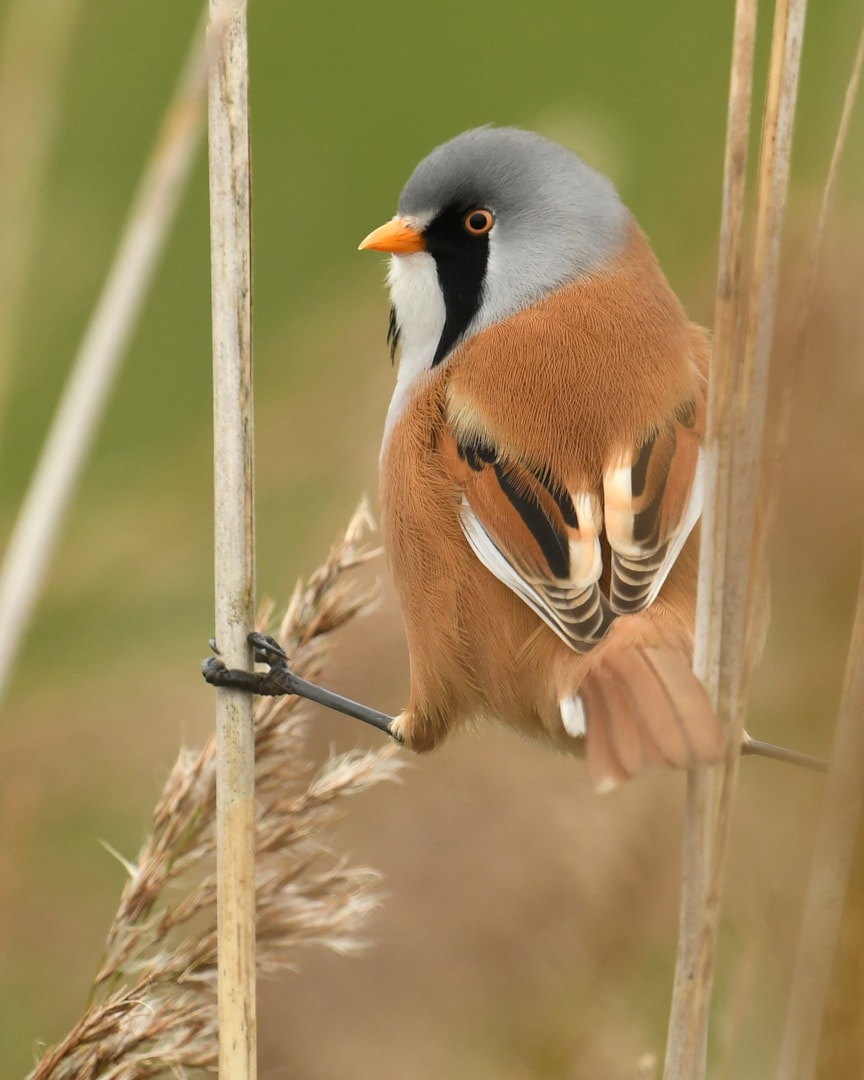 Bearded Tit by Nick Appleton - BirdGuides