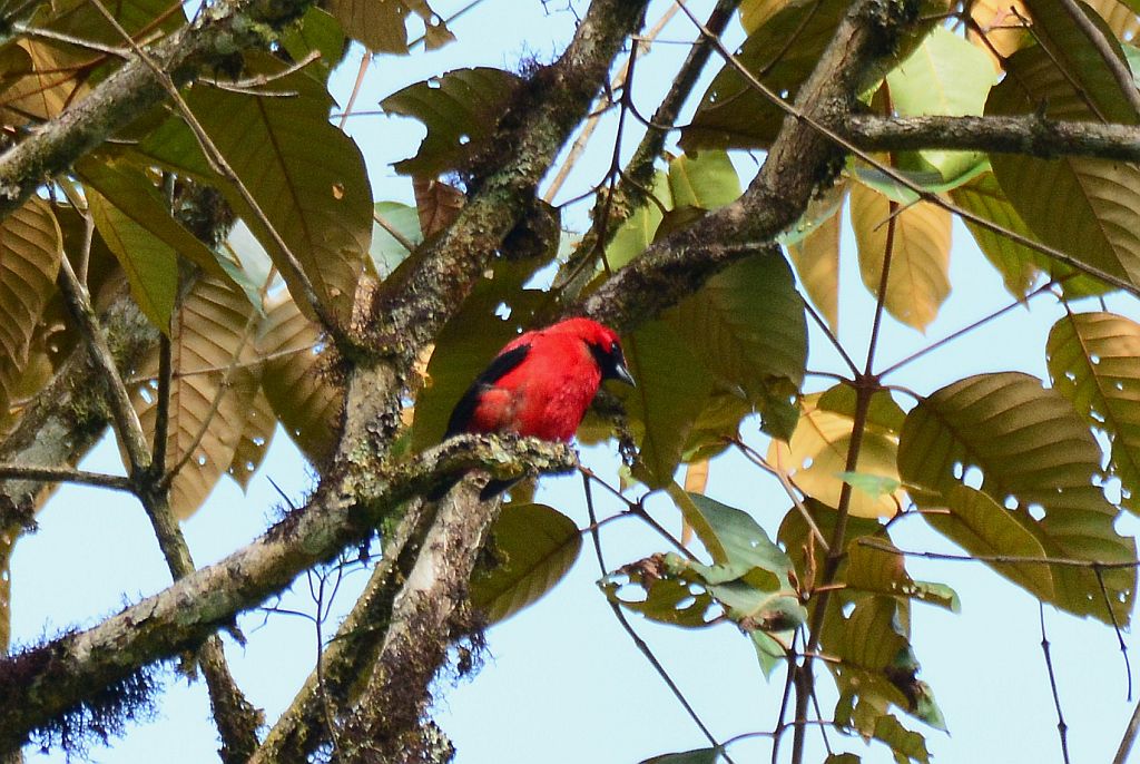 Details : Vermilion Tanager - BirdGuides