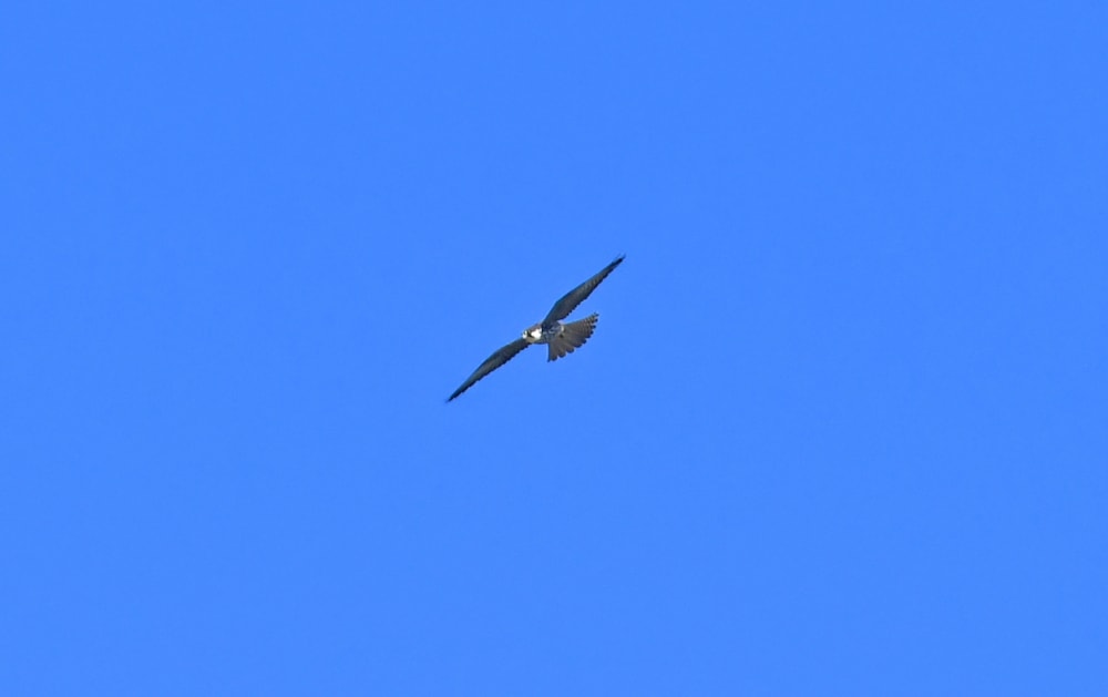 Rarity finders: Eleonora's Falcon in Norfolk - BirdGuides