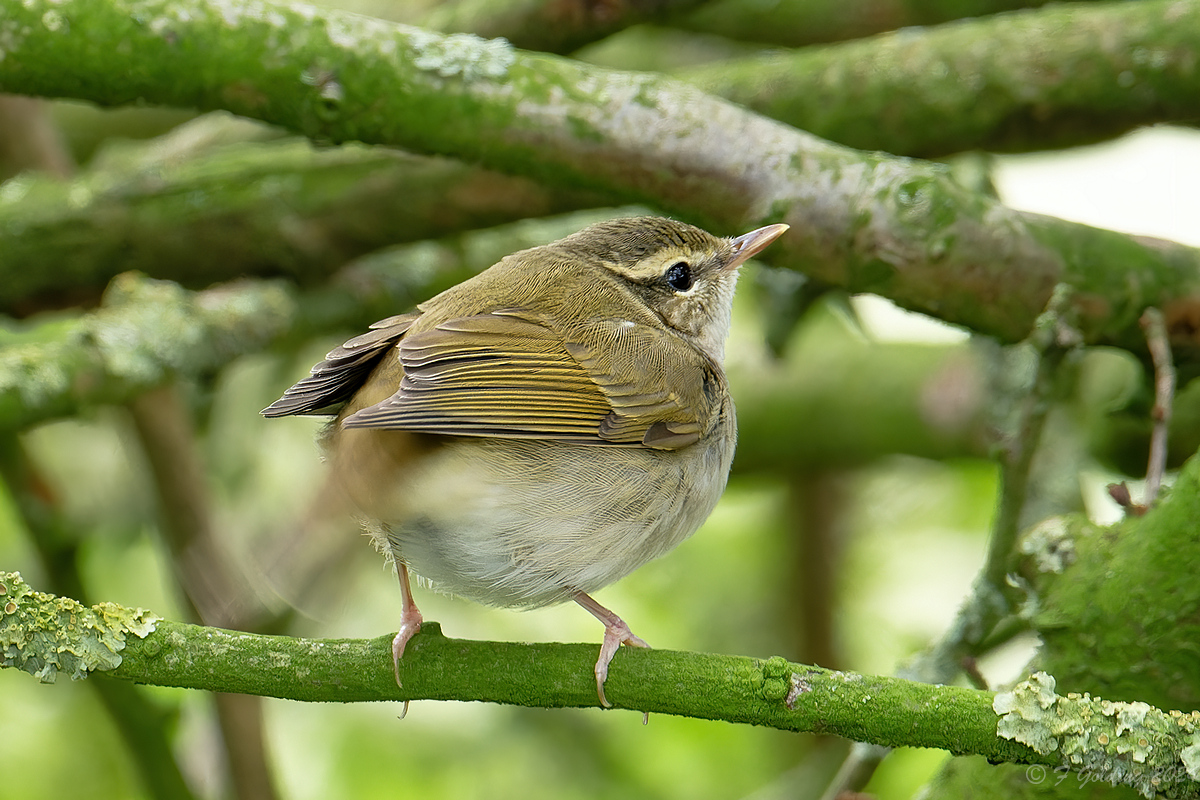 Pale-legged Leaf Warbler by Frank Golding - BirdGuides