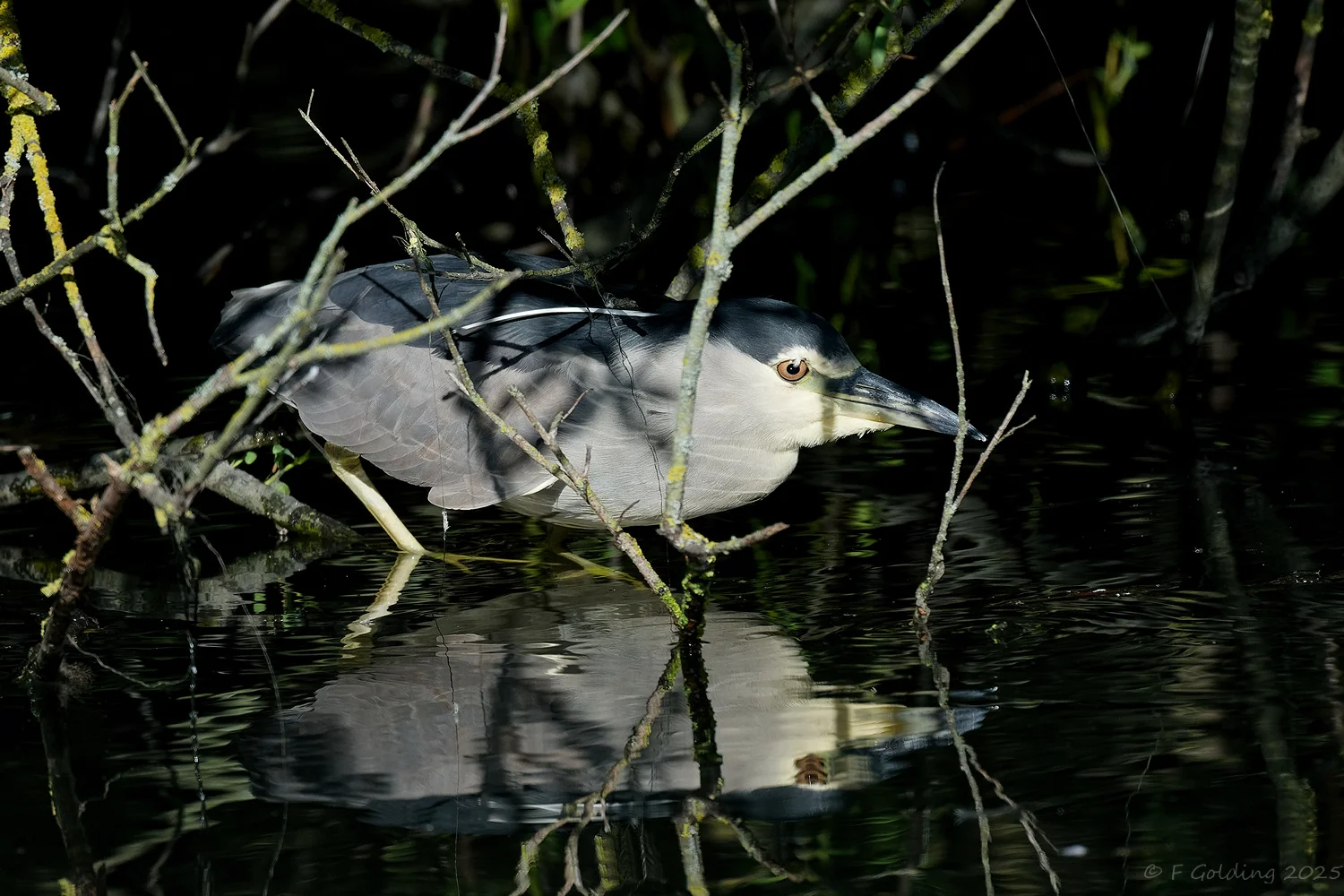 Sighting Report - BirdGuides