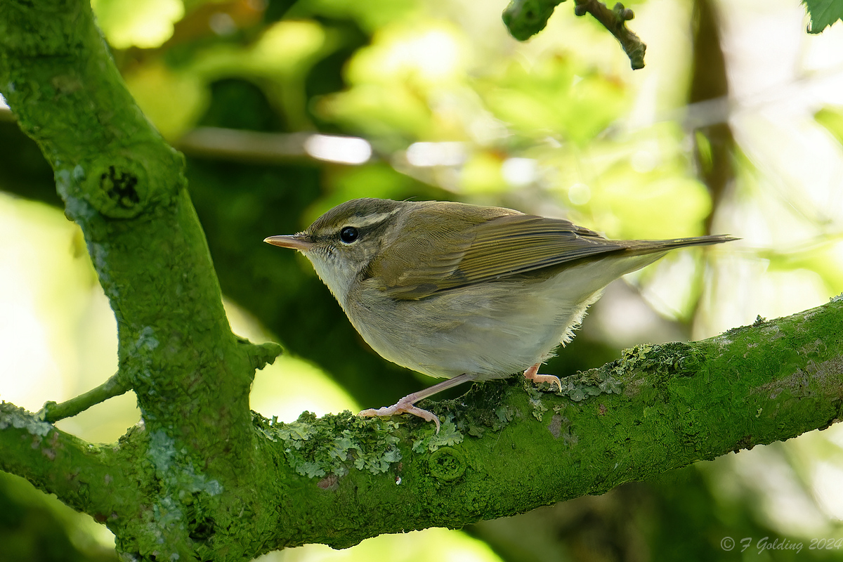 Pale-legged Leaf Warbler by Frank Golding - BirdGuides
