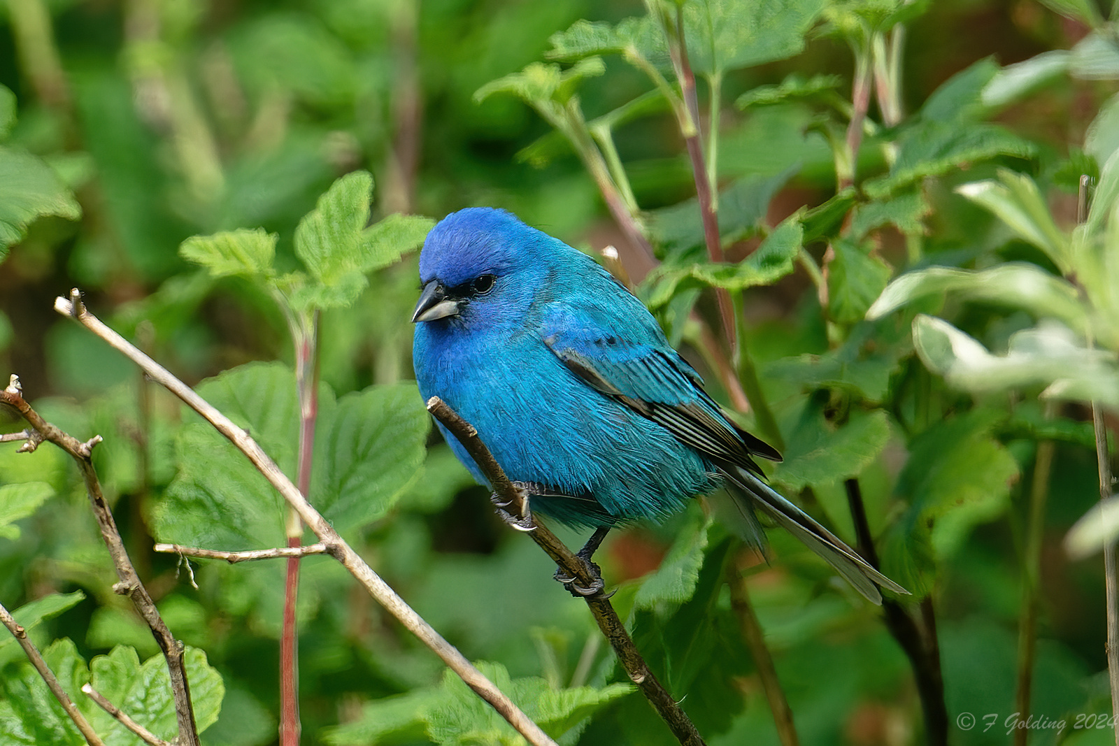 Indigo Bunting by Frank Golding - BirdGuides