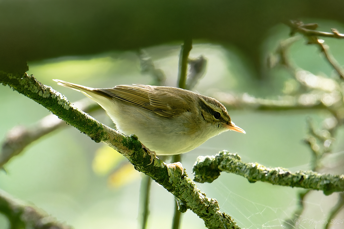 Pale-legged Leaf Warbler by Frank Golding - BirdGuides