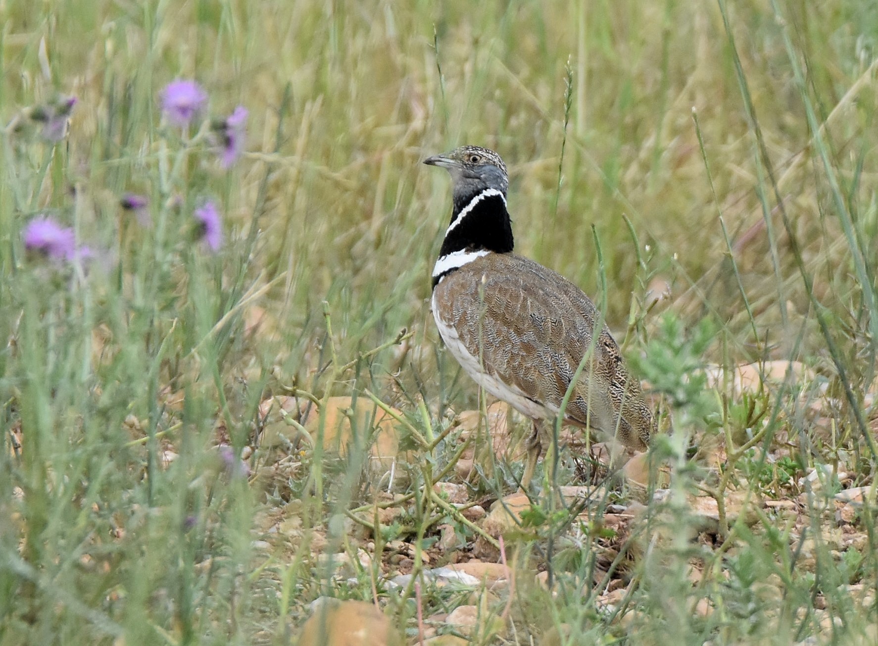 Details : Little Bustard - BirdGuides