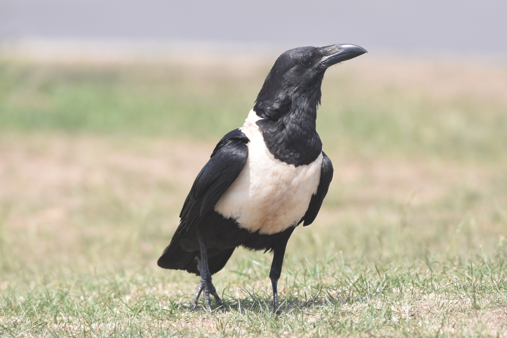 Details : Pied Crow - BirdGuides