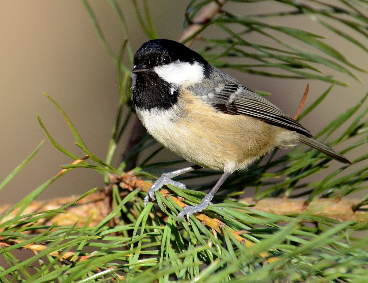 Coal Tit by Joe Graham - BirdGuides