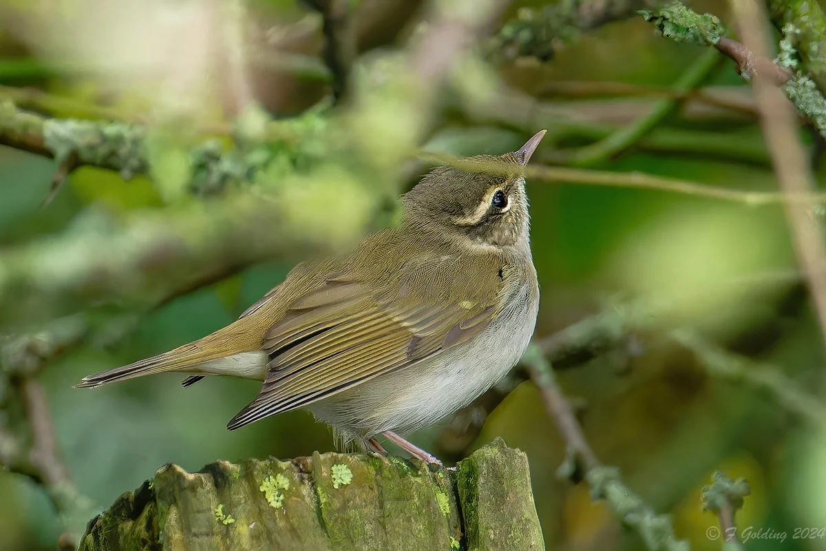 Details : Pale-legged Leaf Warbler - BirdGuides