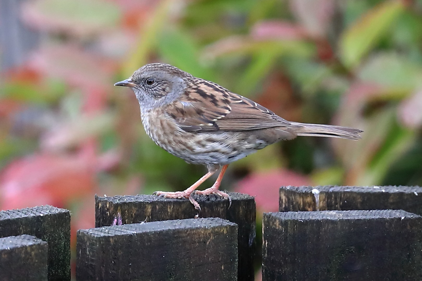 Dunnock by PETER MILES - BirdGuides