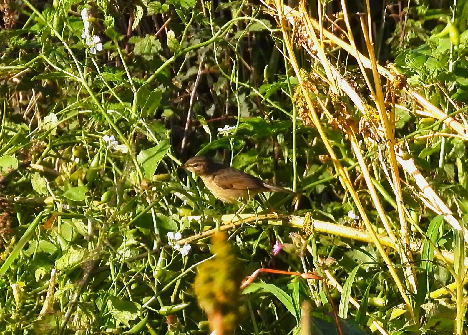 Dusky Warbler by Stephen Pogson - BirdGuides