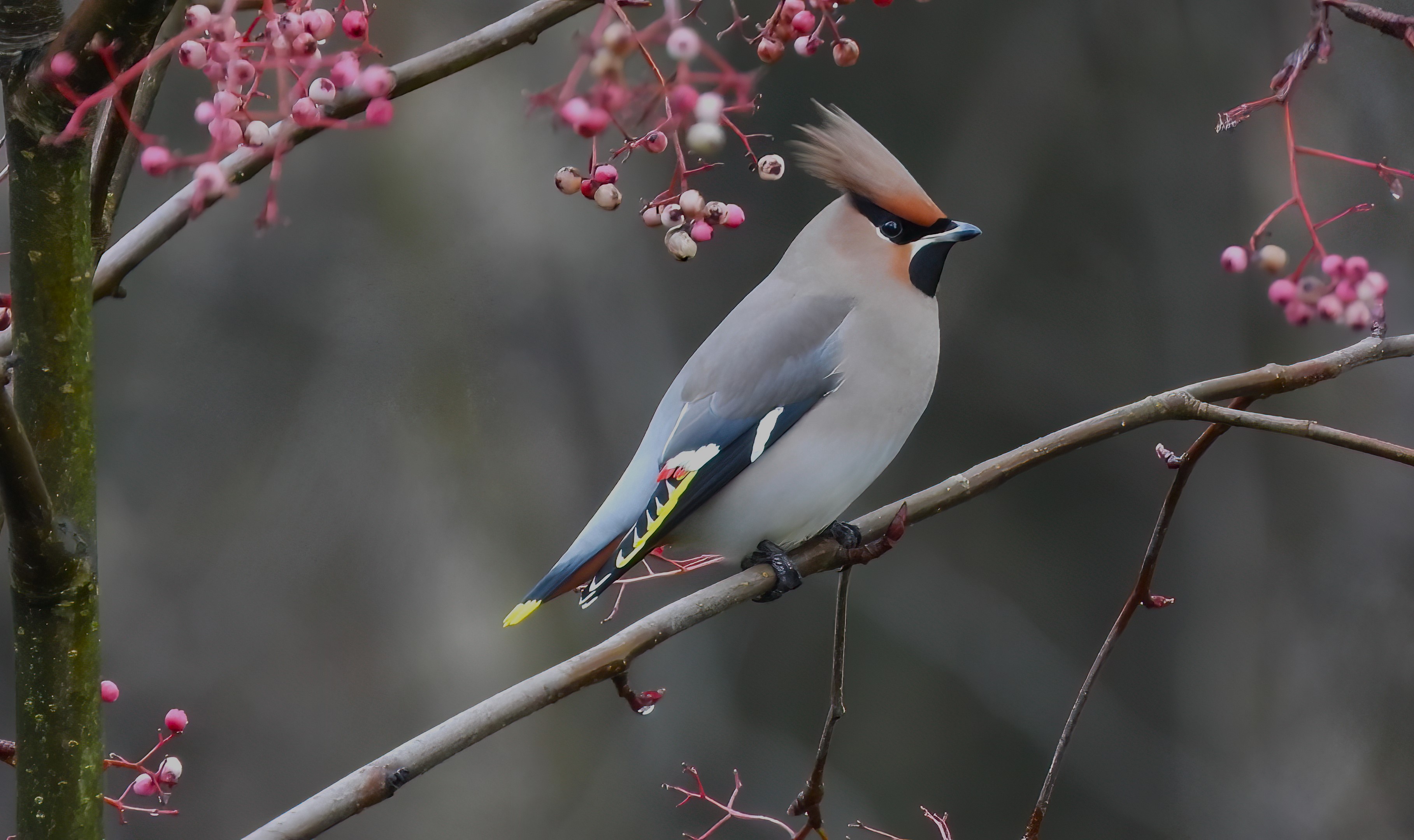 Waxwing by Stephen Pogson - BirdGuides
