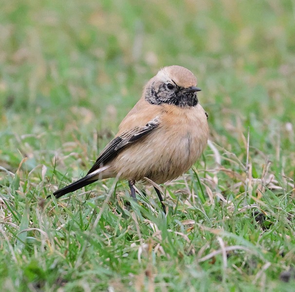 Desert Wheatear by Alan Doidge - BirdGuides