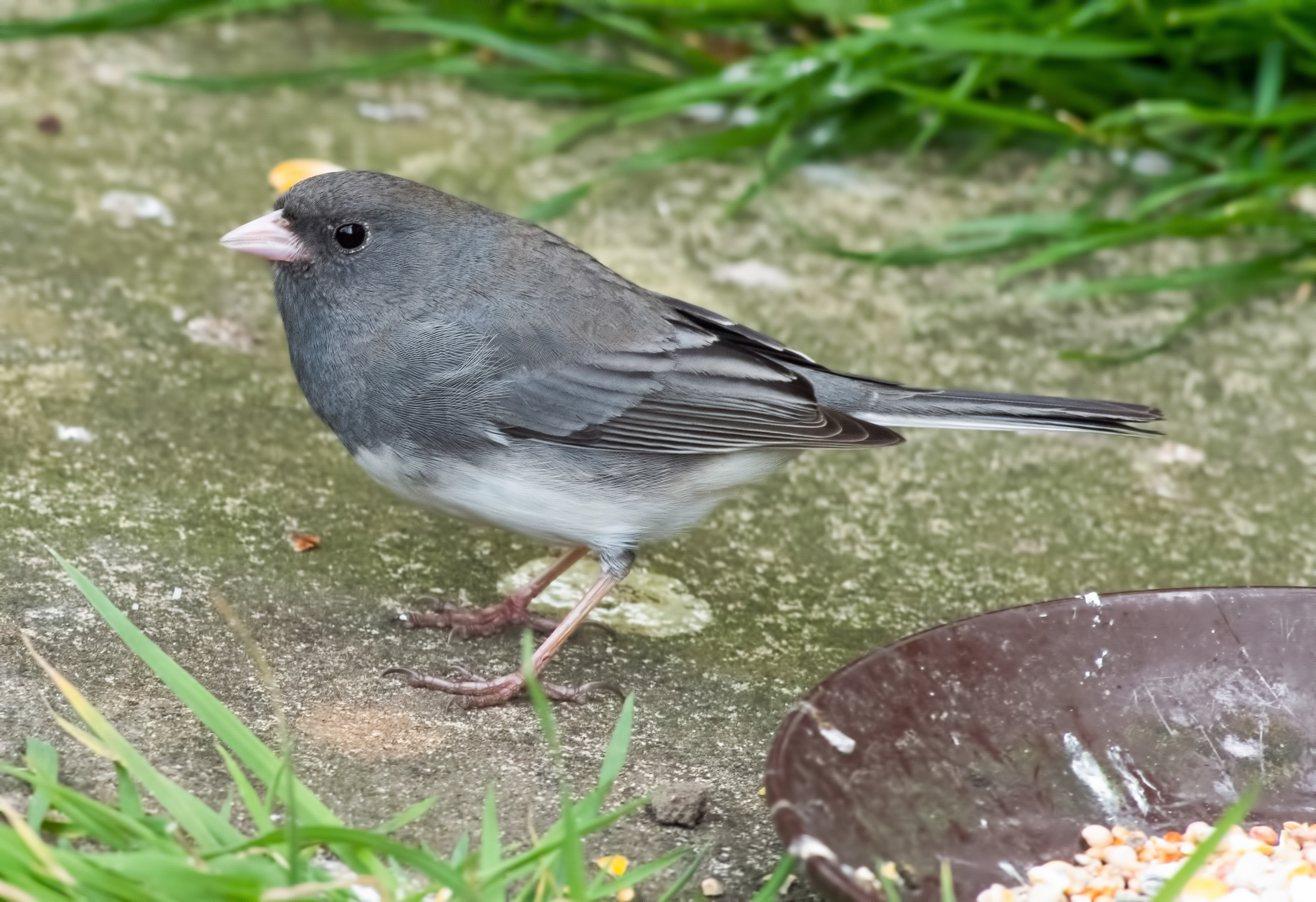 Dark-eyed Junco by Jack Bucknall - BirdGuides