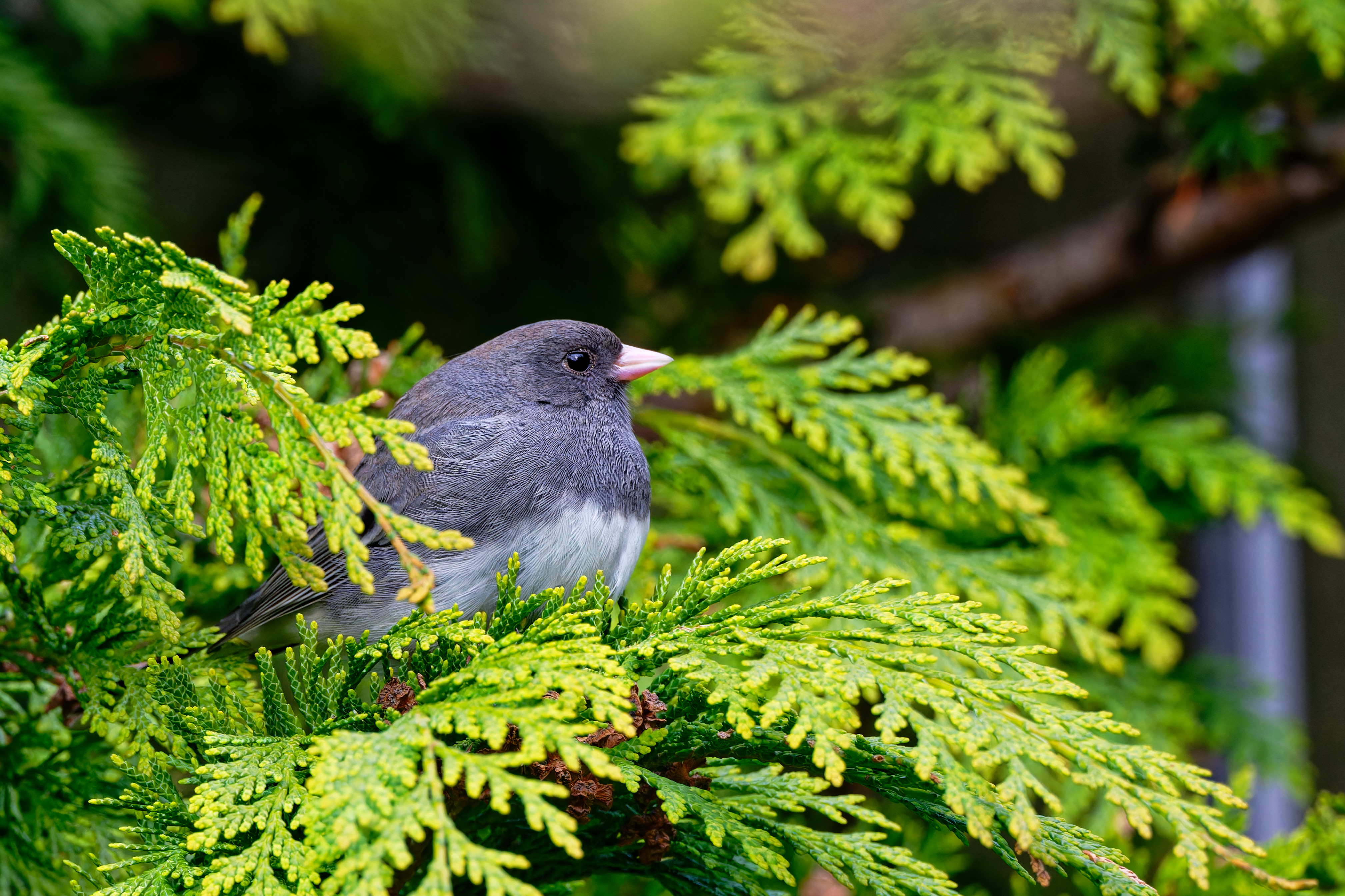 Dark-eyed Junco by Andrew Jarwick - BirdGuides