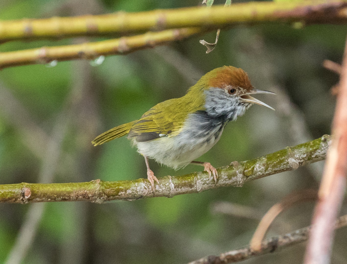 Dark-necked Tailorbird by Tim Marshall - BirdGuides