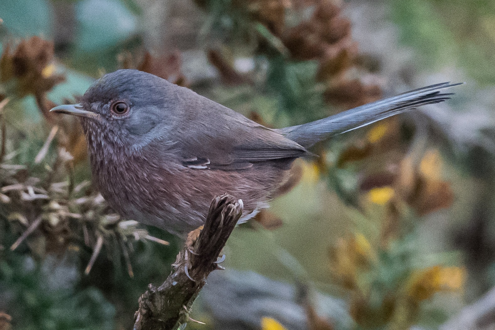 Dartford Warbler by Jim Mountain - BirdGuides