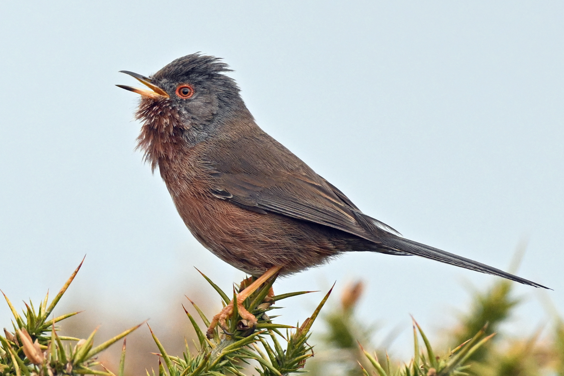 Dartford Warbler by Peter Newman - BirdGuides