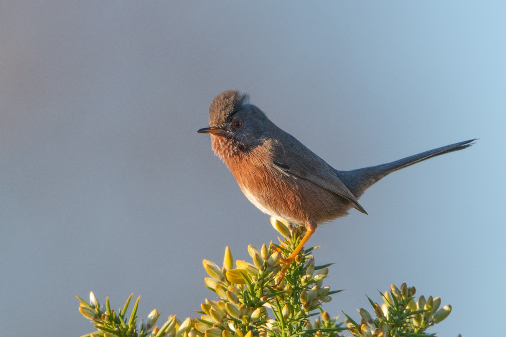 Dartford Warbler by Jim Mountain - BirdGuides