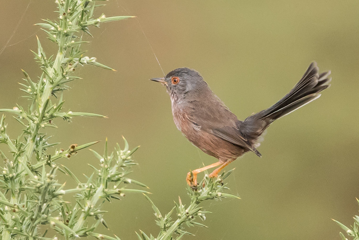 Dartford Warbler by Jim Mountain - BirdGuides