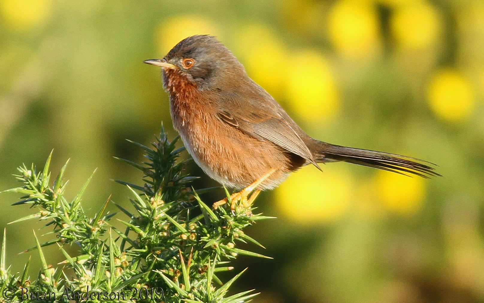 Dartford Warbler by Brian Anderson - BirdGuides
