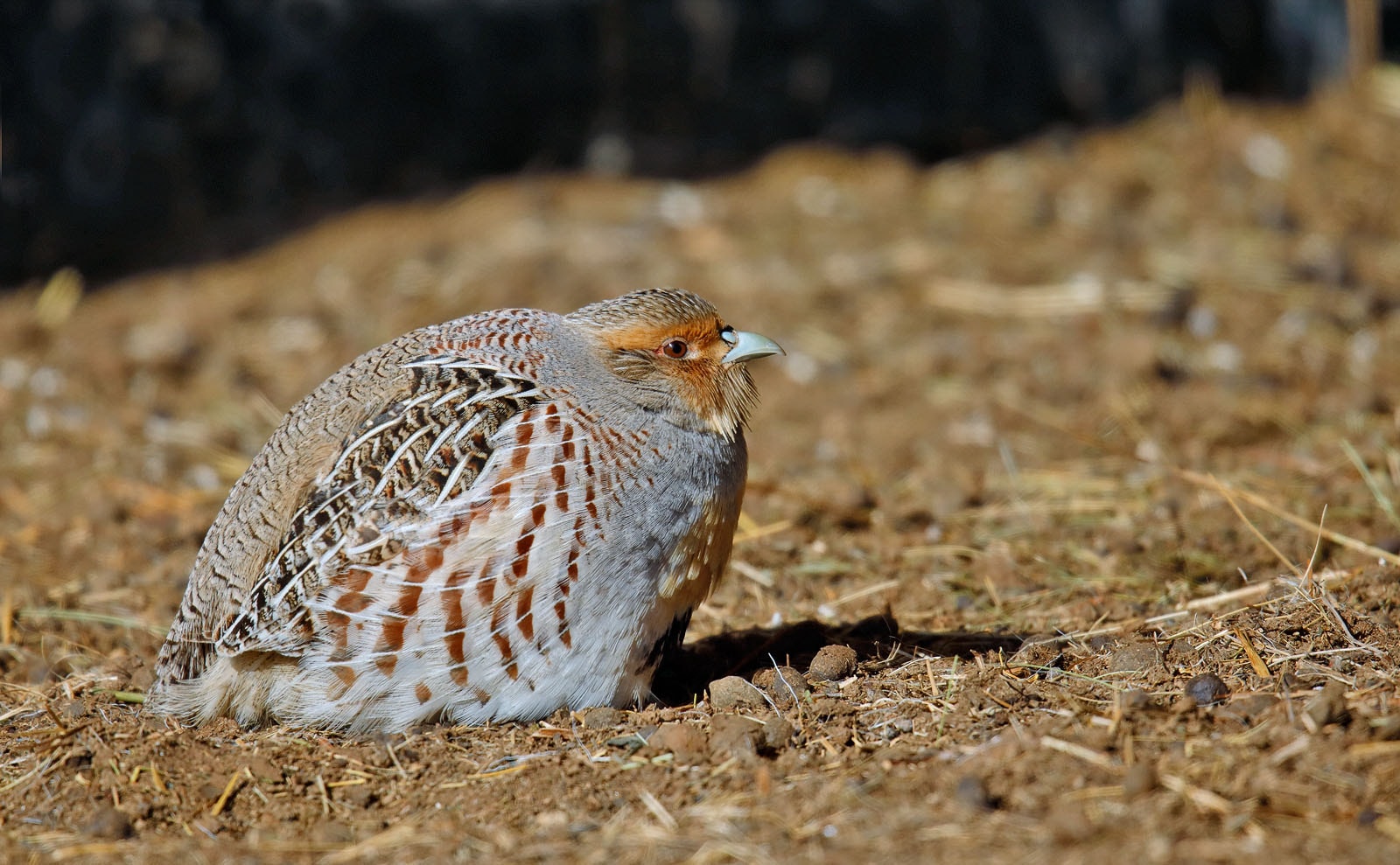 Daurian Partridge by Tony Davison - BirdGuides